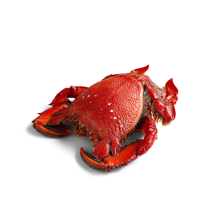 Spanner Crab Cooked 600g - 750g - Fresh Boxed